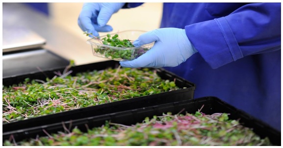 CELLULAR AGRICULTURE: BENEFITS AND PROSPECTS – Welcome to Dr. Jayanth ...