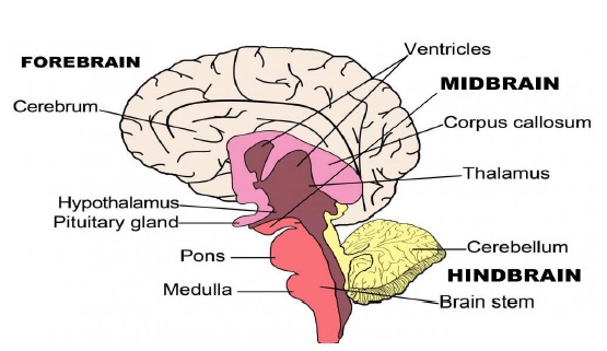 BIOLOGY OF THE BRAIN: UNDERSTANDING HOW THE BRAIN WORKS AND ITS ...